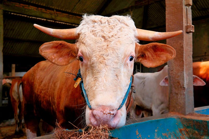 Cow Farm in Java, Indonesia Stock Photo - Image of mammal, cowfarm ...