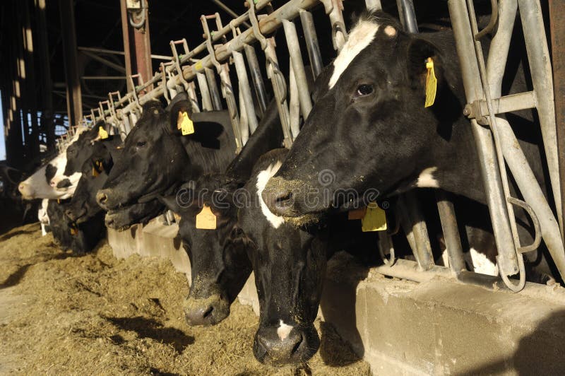 Cow farm stock image. Image of rural, pasture, farm, animals - 85374781