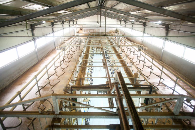 Cow farm stock image. Image of cattle, food, eating, industry - 22797287