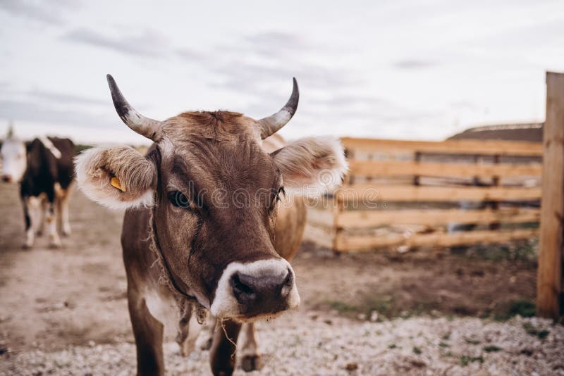 Cow in the farm stock image. Image of farm, green, agriculture - 230895227