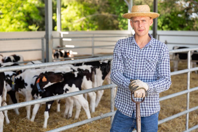 Cow Farm Owner Posing in Barn Stock Image - Image of posing, working ...
