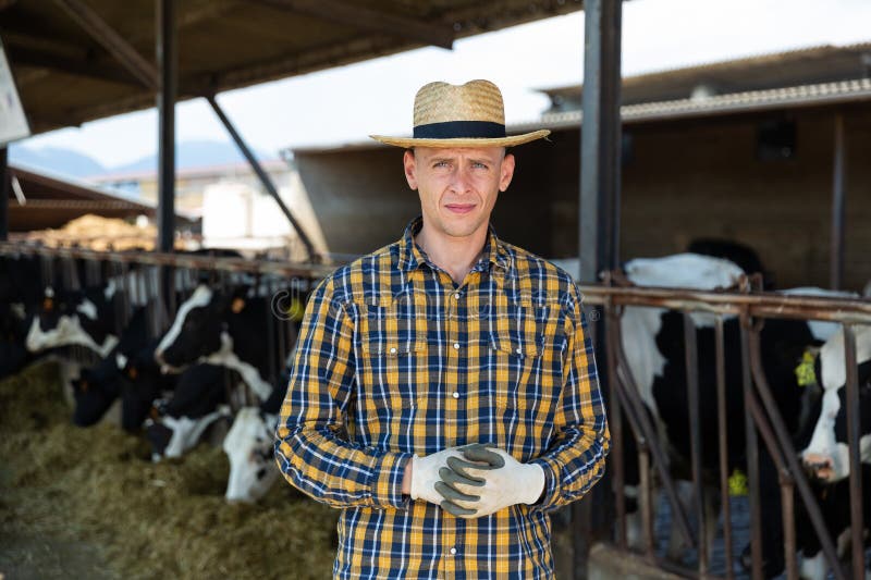 Cow Farm Owner Posing in Barn Stock Photo - Image of country, healthy ...