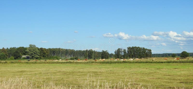 Cow farm pasture in meadow stock photo. Image of nature - 98002134
