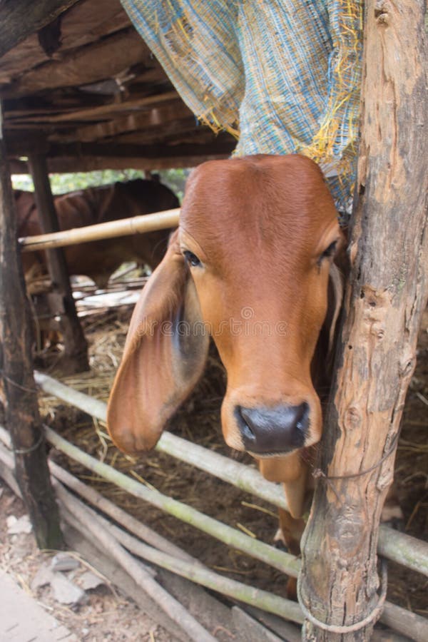 A Cow in Farm with Rim Light, Agriculture Industry Stock Image - Image ...