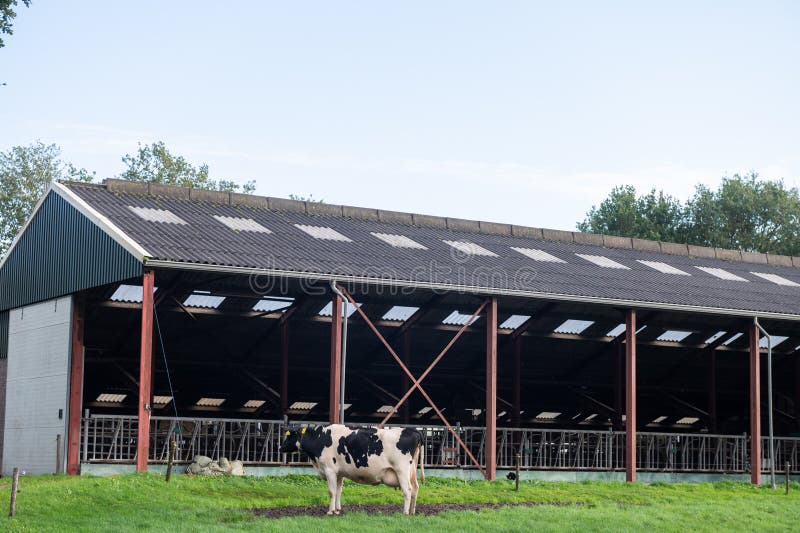 Cow by Farm Structure with Solar Panels Stock Image - Image of ...