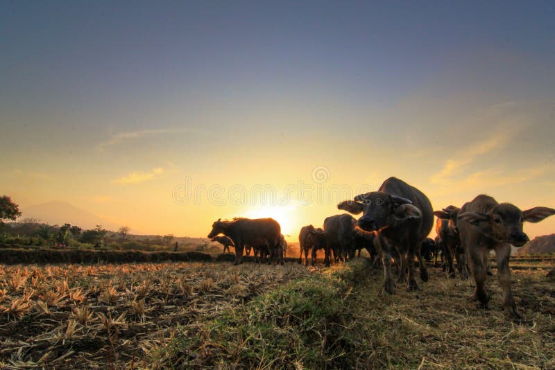 Cow in farm with sunrise stock photo. Image of nature - 104035936