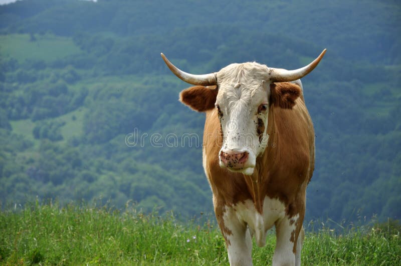 Cow on a farmland stock photo. Image of food, farming - 100557242