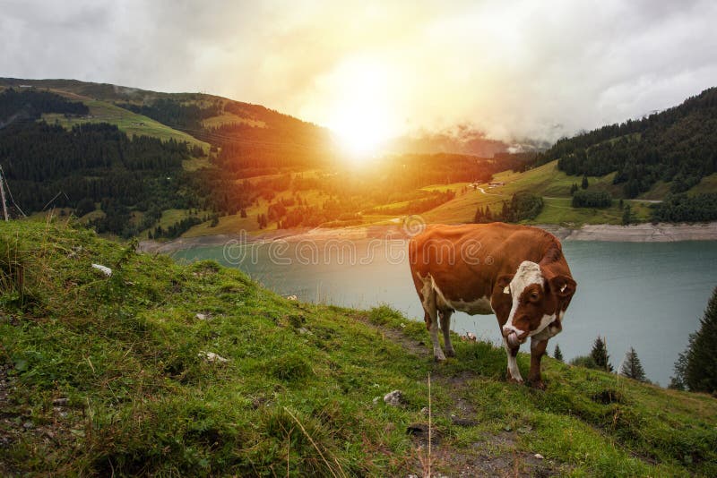Cow at Farmland during the Spring Stock Image - Image of country ...