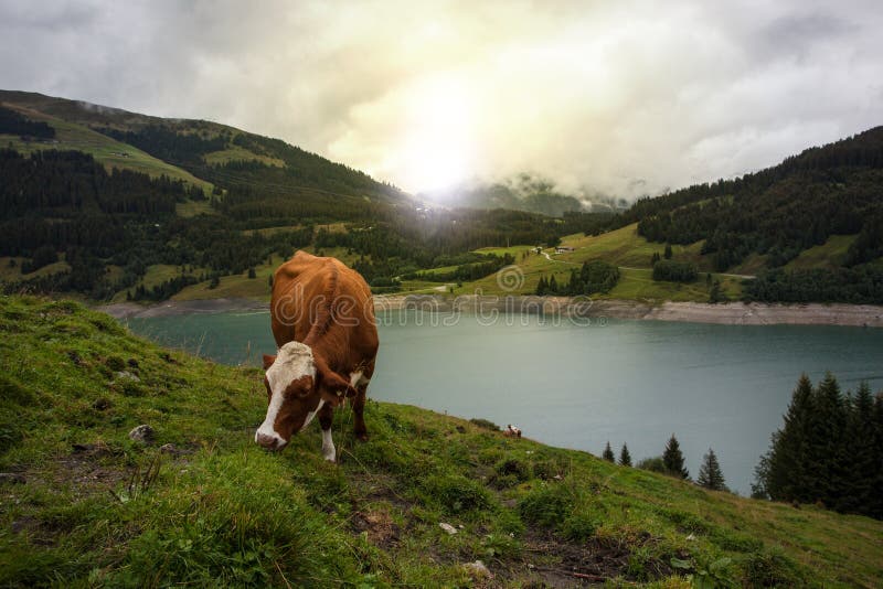 Cow at Farmland during the Spring Stock Image - Image of milk, animal ...