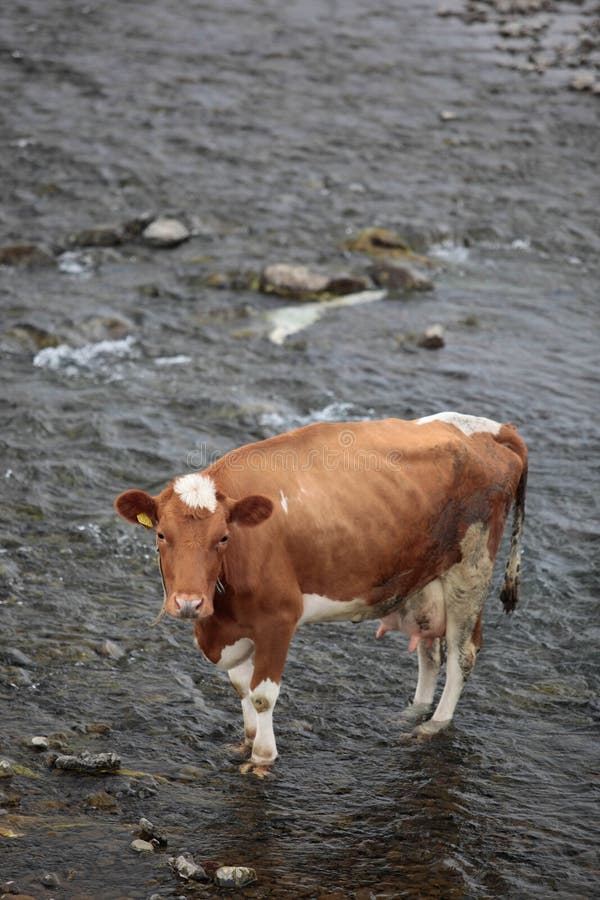 Cow at Farmland during the Spring Stock Photo - Image of farm, blue ...