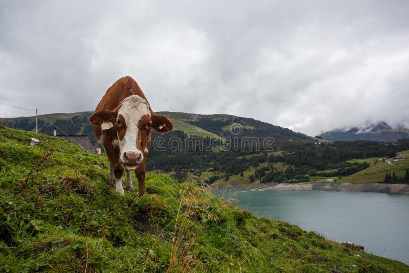 Cow at Farmland during the Spring Stock Image - Image of countryside ...