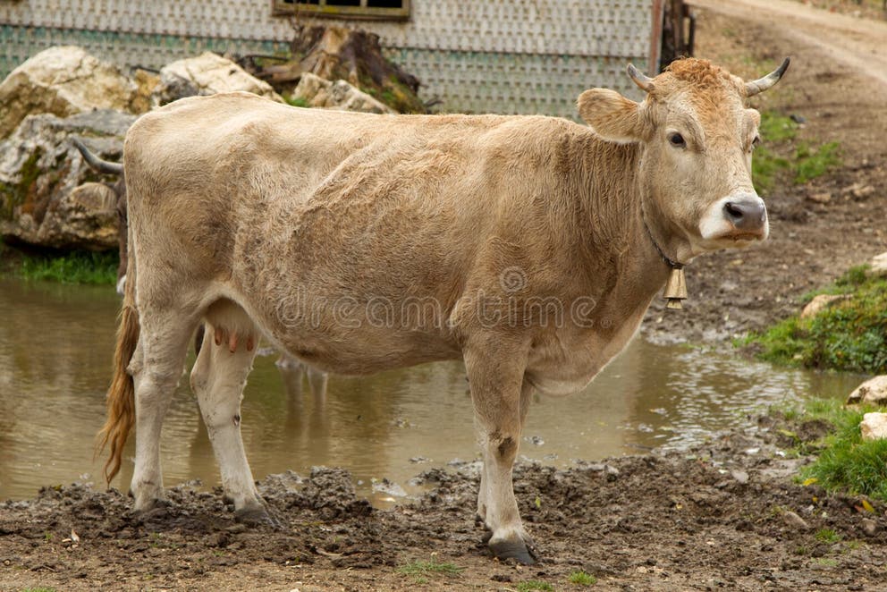Cow stock image. Image of agricultural, rope, horn, meadow - 36408165