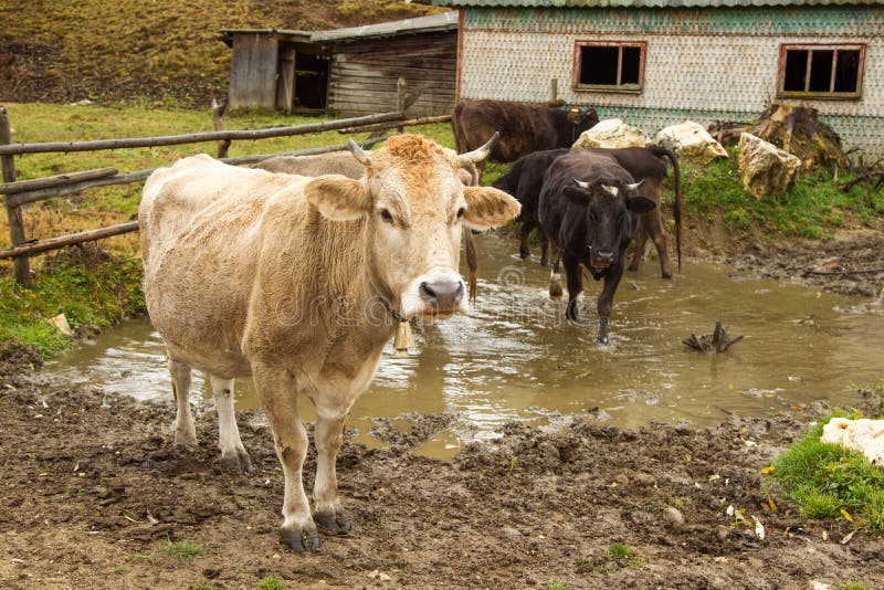 Cow stock photo. Image of agricultural, horn, nostril - 49404584