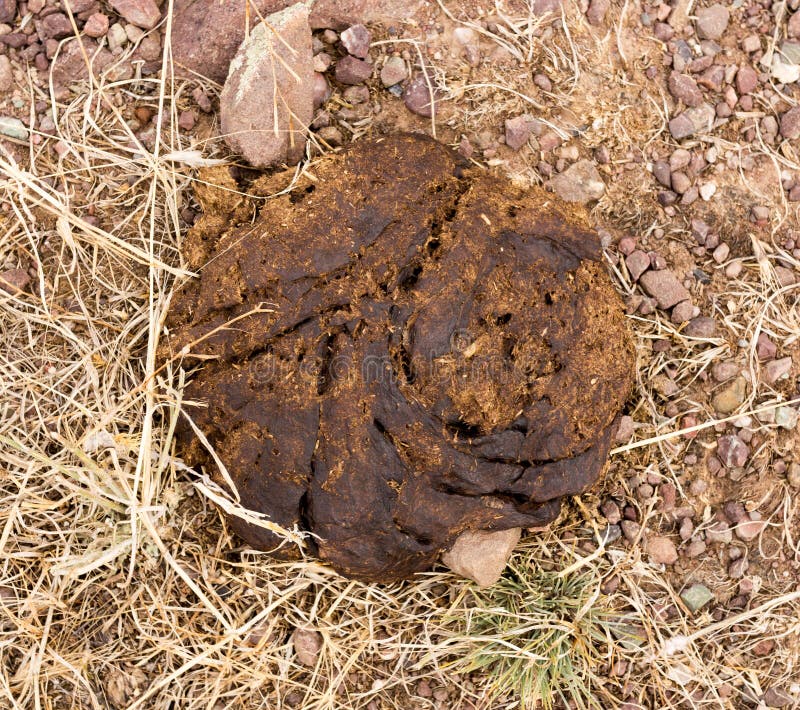 Feces Stock Photos - Download 3,366 Royalty Free Photos