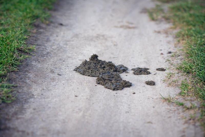 128 Bull Poo Stock Photos - Free & Royalty-Free Stock Photos from ...