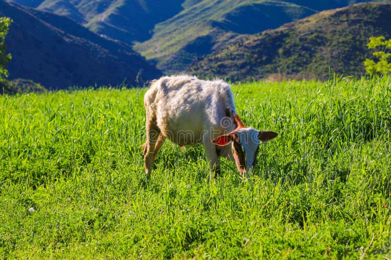 A while Cow Feeding at Fields, Swat Valley Pakistan Stock Photo - Image ...