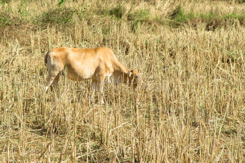 Cow feeding in rice field stock image. Image of paddy - 63490347