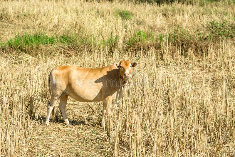 Cow feeding in rice field stock image. Image of paddy - 63490377