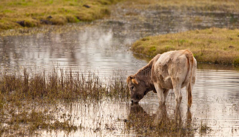 A Cow Feeding in Shallow Water Stock Photo - Image of used, feeding ...