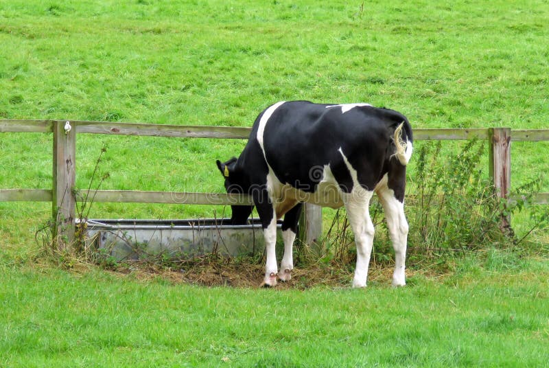 A Cow Feeding from a Trough Stock Photo - Image of milk, rural: 77101502