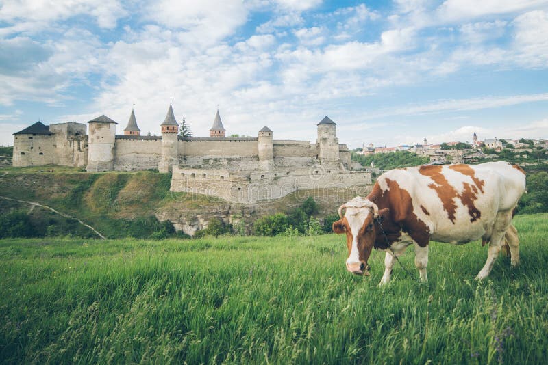 Cow on the Feild with Old Castle on Bcakground Stock Image - Image of ...