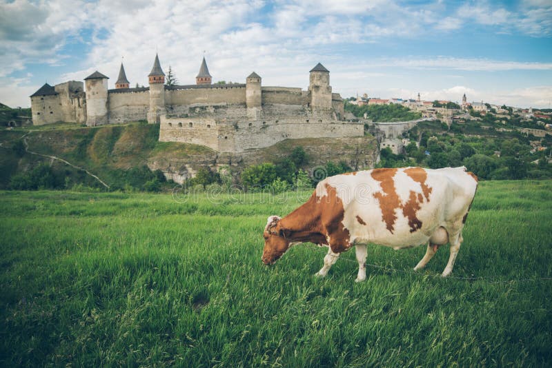 Cow on the Feild with Old Castle on Bcakground Stock Photo - Image of ...
