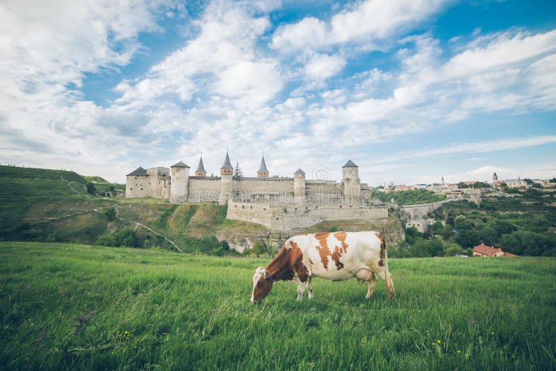 Cow on the Feild with Old Castle on Bcakground Stock Image - Image of ...
