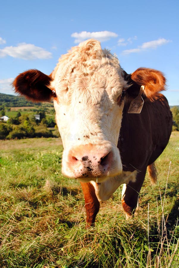 Cow in field stock photo. Image of grassland, curious - 15951836