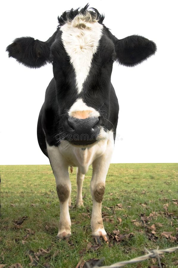 Cow in field stock image. Image of graze, black, ranch - 1665353