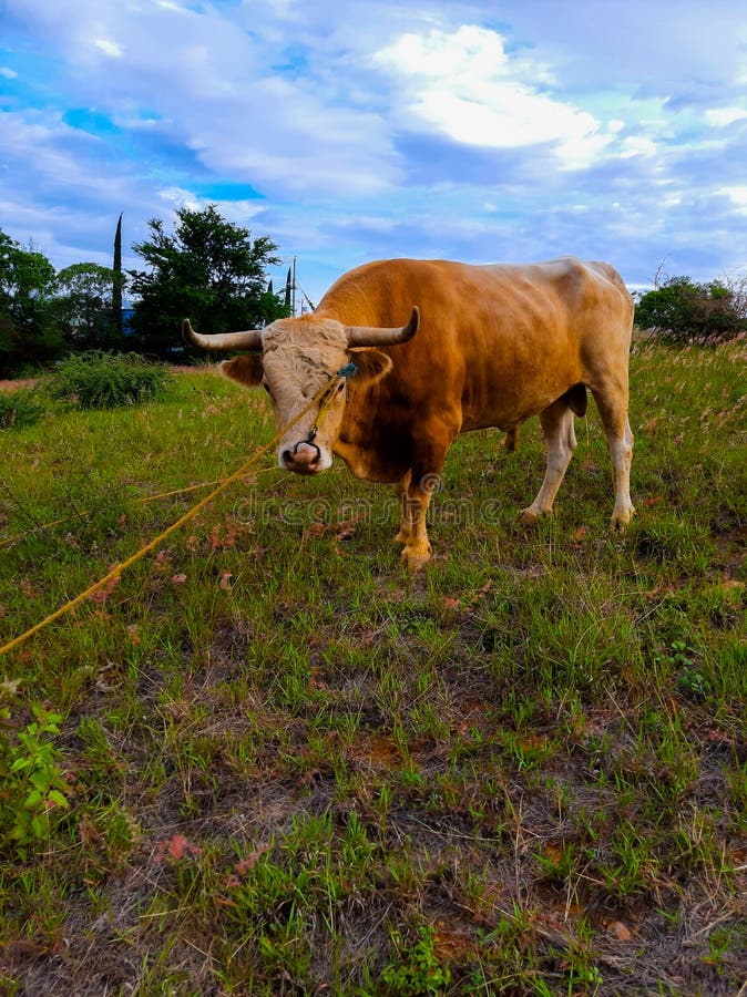 The cow in the field stock photo. Image of farm, grazing - 193576404
