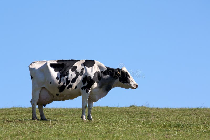 Cow in the field stock photo. Image of black, landscape - 20414304