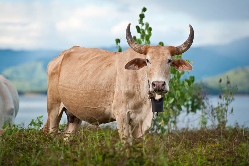 Big black cow stock image. Image of bulls, natural, highland - 22422741