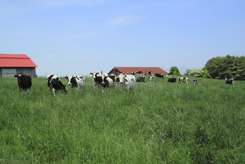 Amish Country Farm Barn Field Agriculture and Grazing Cows in Lancaster ...