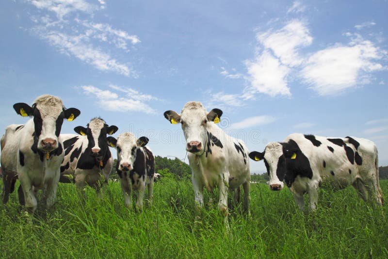 Cow in field stock photo. Image of black, white, grass - 23803428
