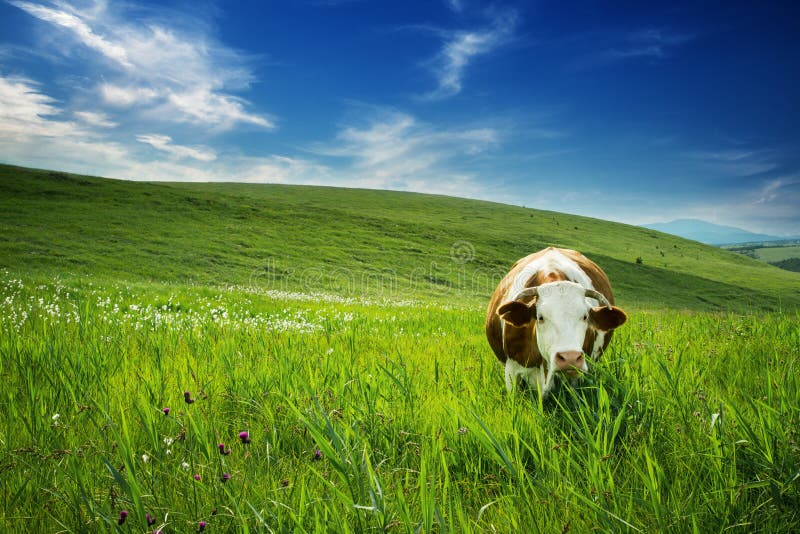 Cow in a field stock photo. Image of nature, flowers - 29358712