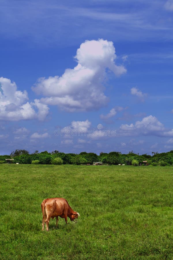 Cow in the Field stock photo. Image of blue, field, stand - 3172826
