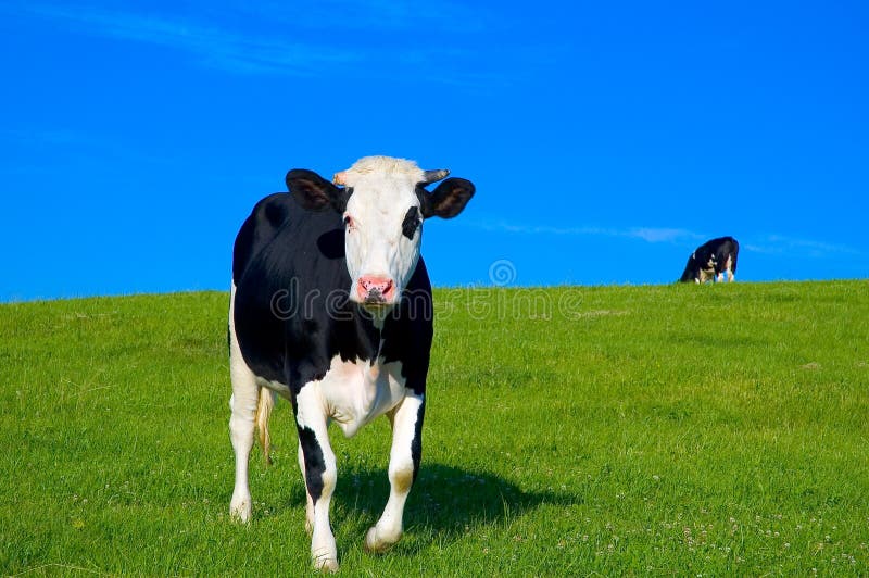 Cow in field 6 stock image. Image of cloud, countryside - 245169