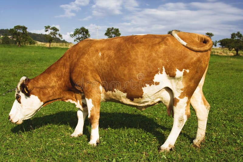 Cow In A Field Picture. Image: 6078982