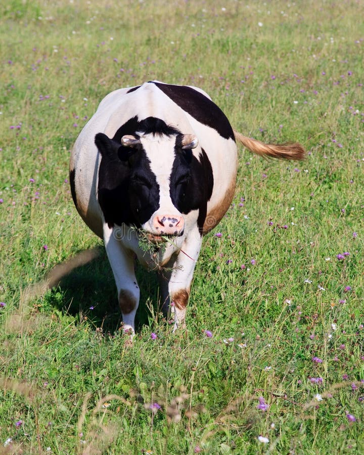 Running cow stock image. Image of farm, movement, country - 2445709