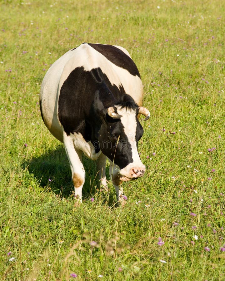 Cow In The Field Picture. Image: 6798705