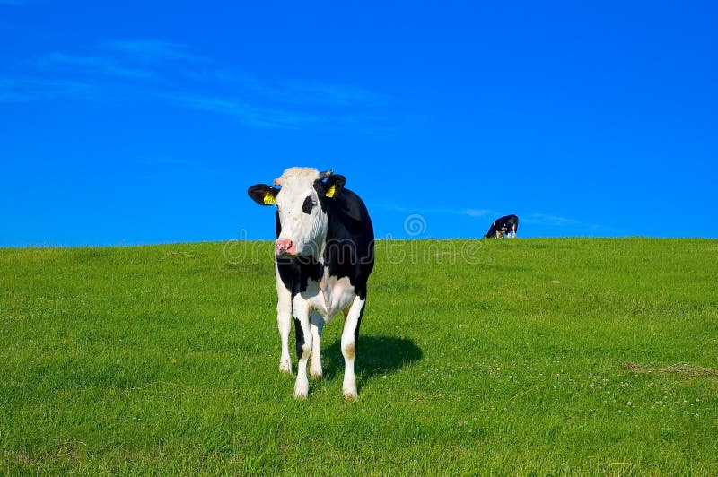Cow in field 7 stock photo. Image of farm, grass, summer - 245176