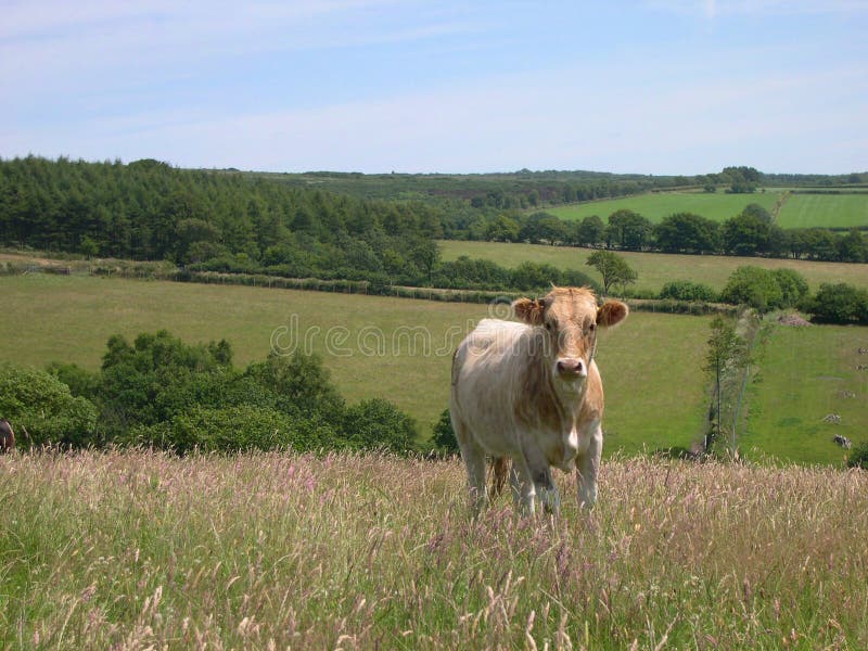 Cow in Field stock photo. Image of meadow, exmoor, cattle - 75036