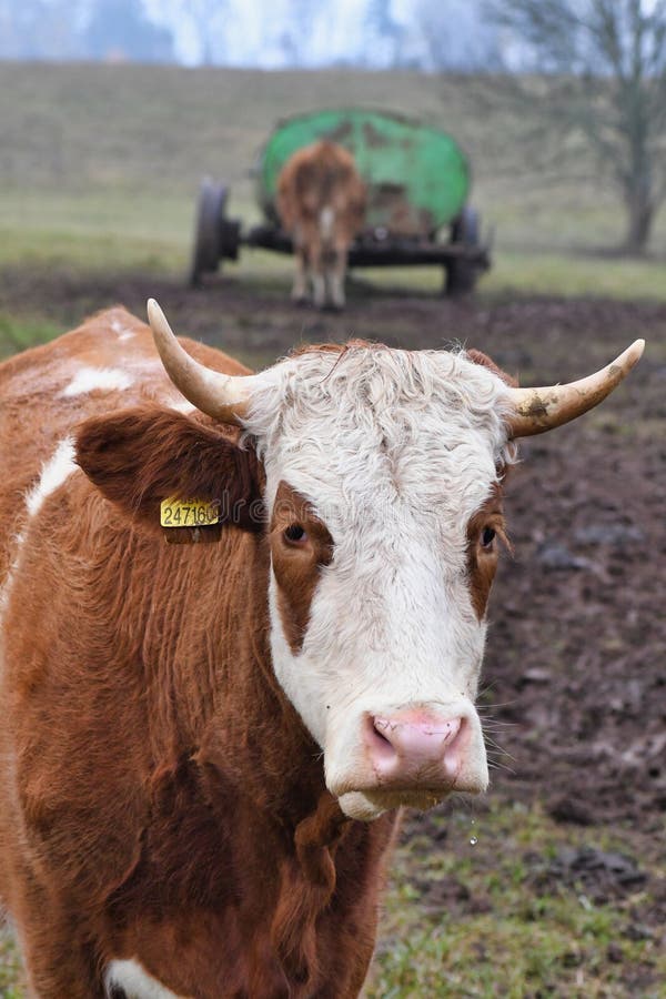 Cow on field stock photo. Image of nature, mammal, summer - 267873208