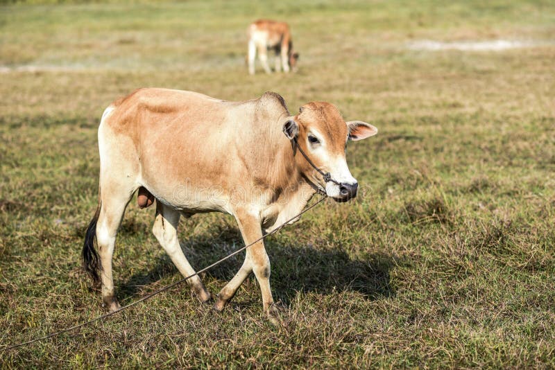Cows in field in Cambodia stock image. Image of temple - 109006851