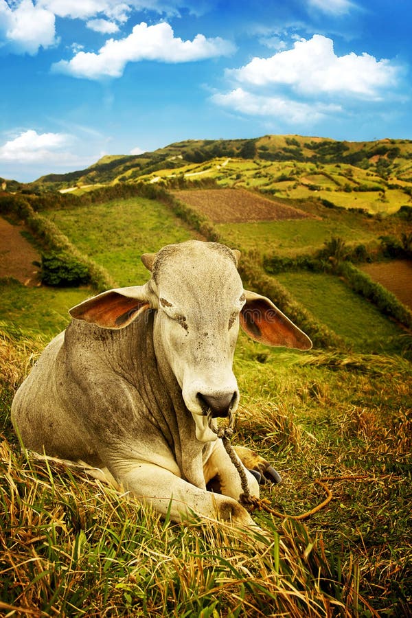 Cow in a field stock image. Image of cattle, landscape - 59174545