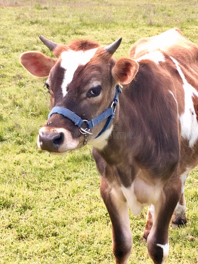 Cow stock image. Image of steer, animal, calf, field - 106746675