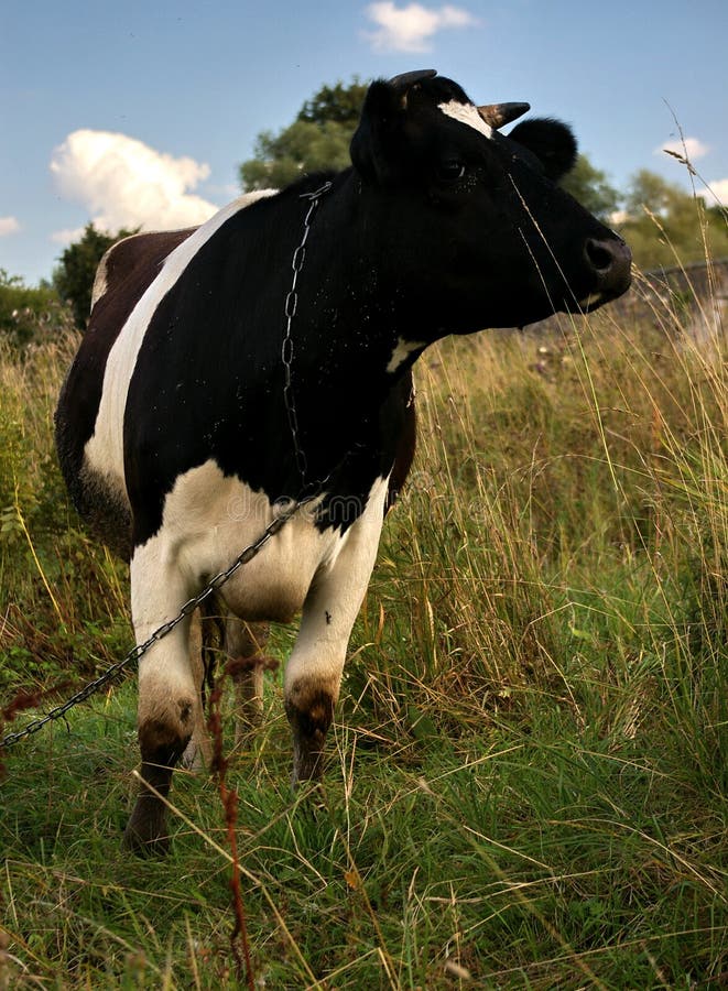 Cow on the Field (front View) Stock Photo - Image of milk, area: 11911336