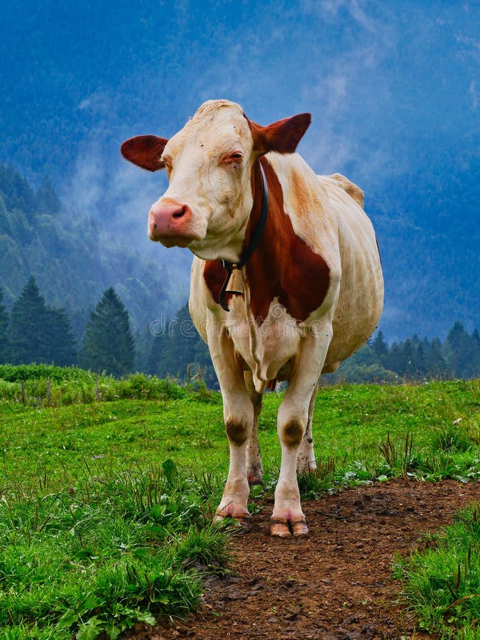 Animal - cow front stock image. Image of udder, pasture - 186961