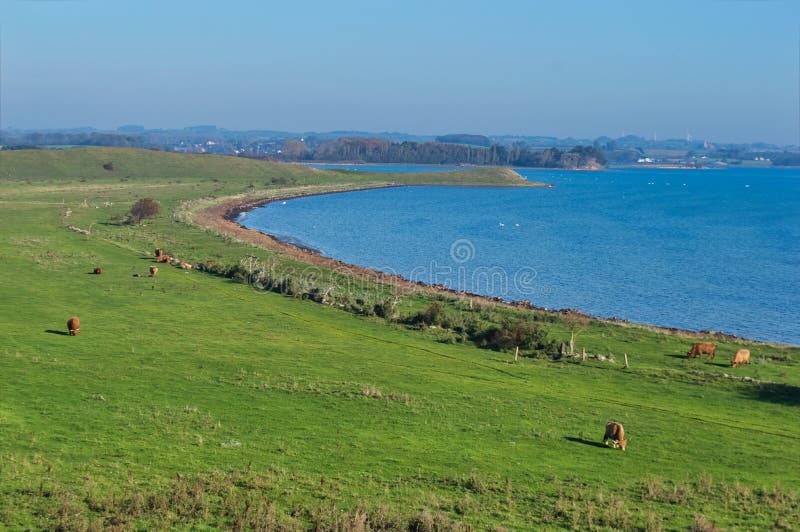 Cow field landscape stock image. Image of beautiful - 129059765