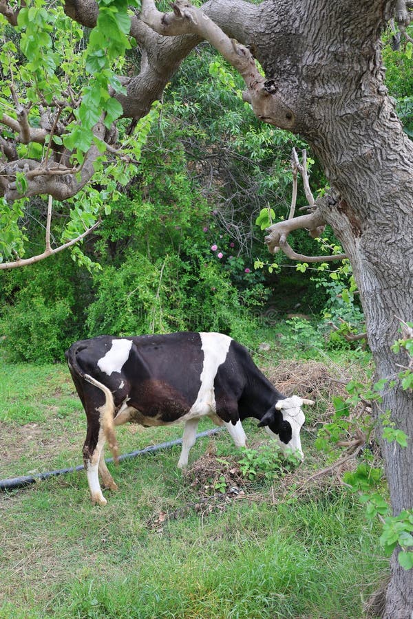 Cow in a Field Near a Green Tree Stock Photo - Image of meadow, itch ...